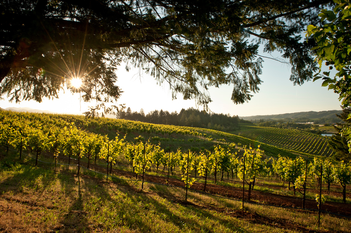 2016 East Bench Zinfandel - "11 Smokin' Good California Reds for a ...