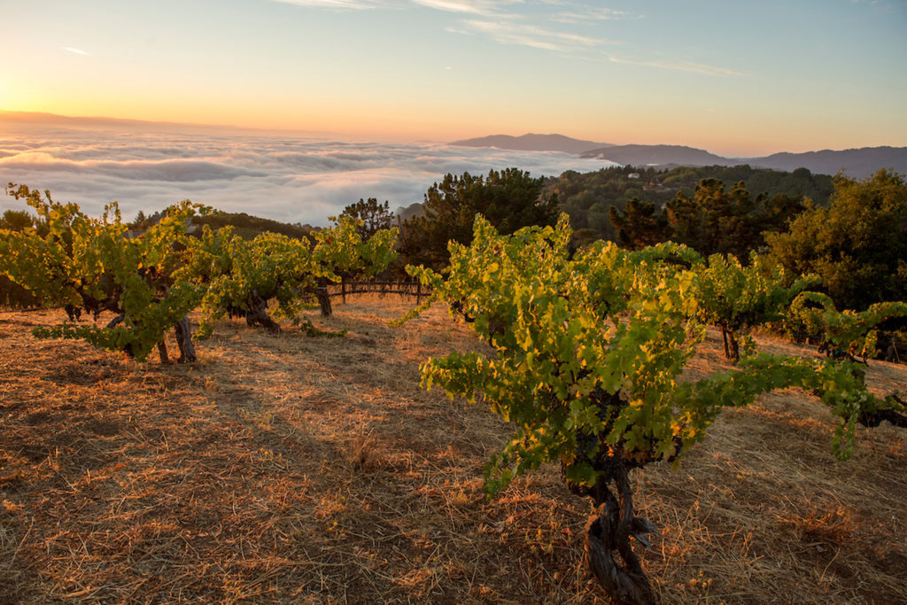 Ridge & Winemaking: Video Series - Ridge Vineyards