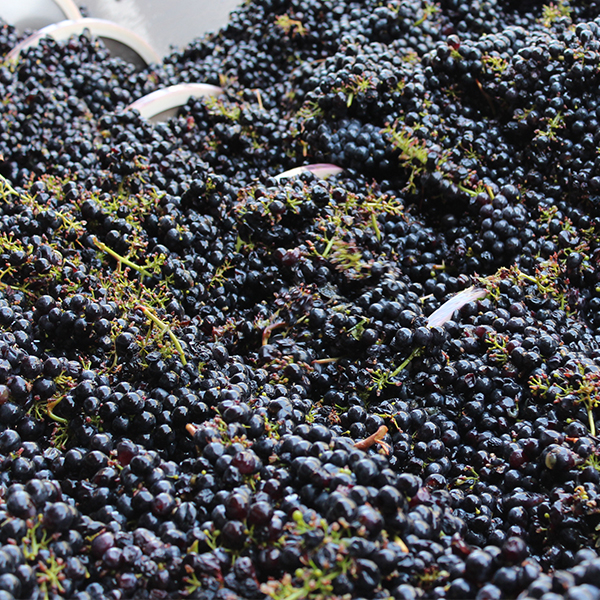Field Blends and Pre-Industrial Winemaking at Ridge - Ridge Vineyards