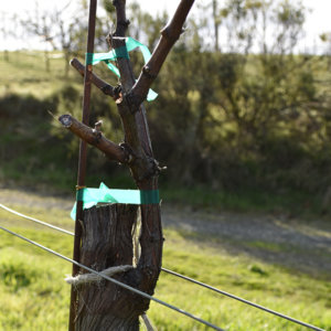 What is Cane Pruning and Why Do We Do It? - Ridge Vineyards