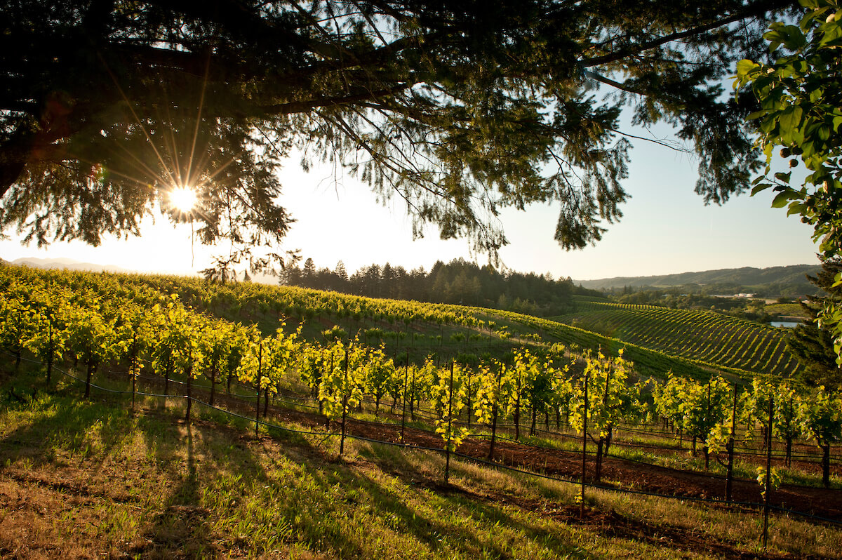 Vineyards - Ridge Vineyards